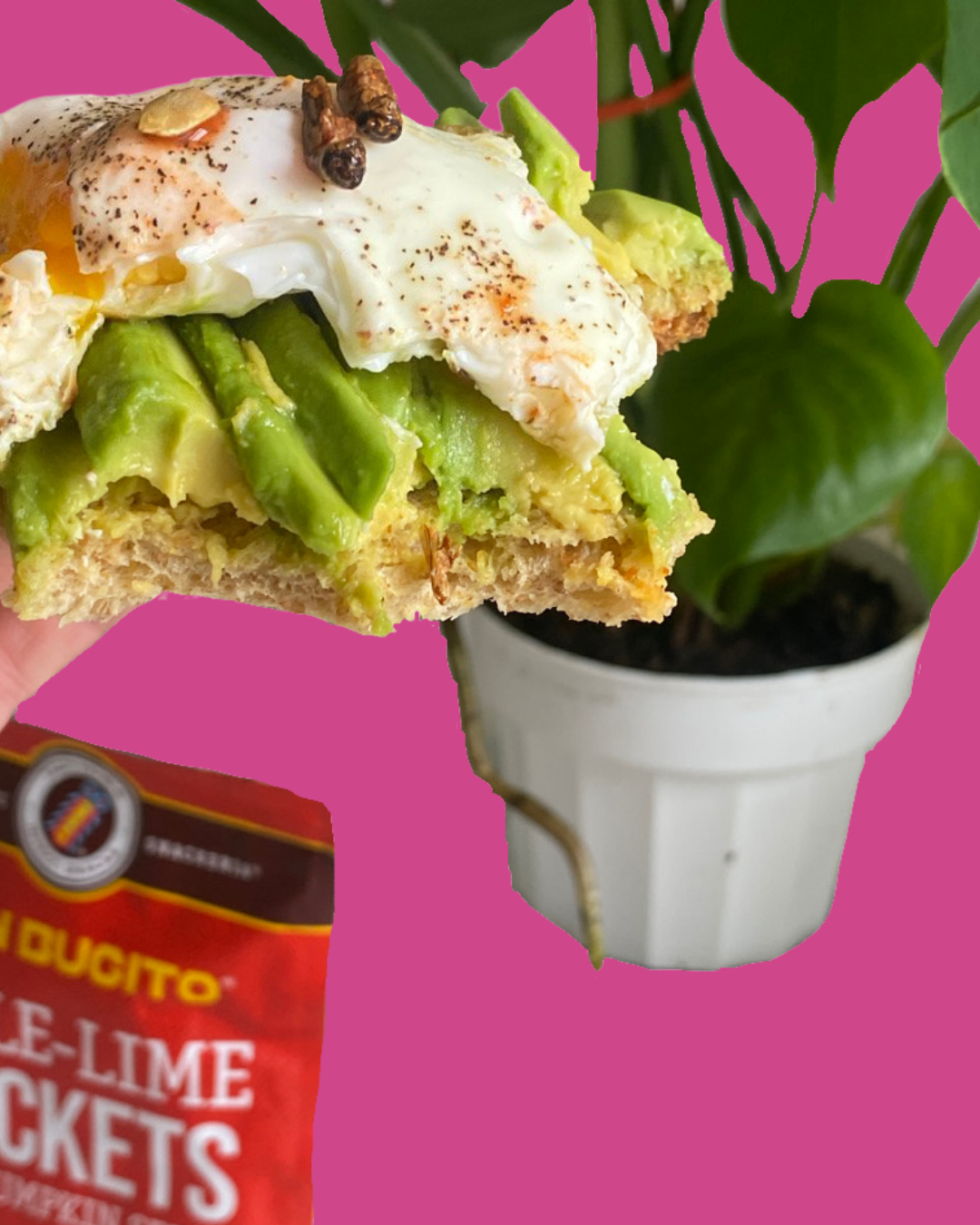 Fancy Avocado Toast with Chile-Lime Crickets | Don Bugito