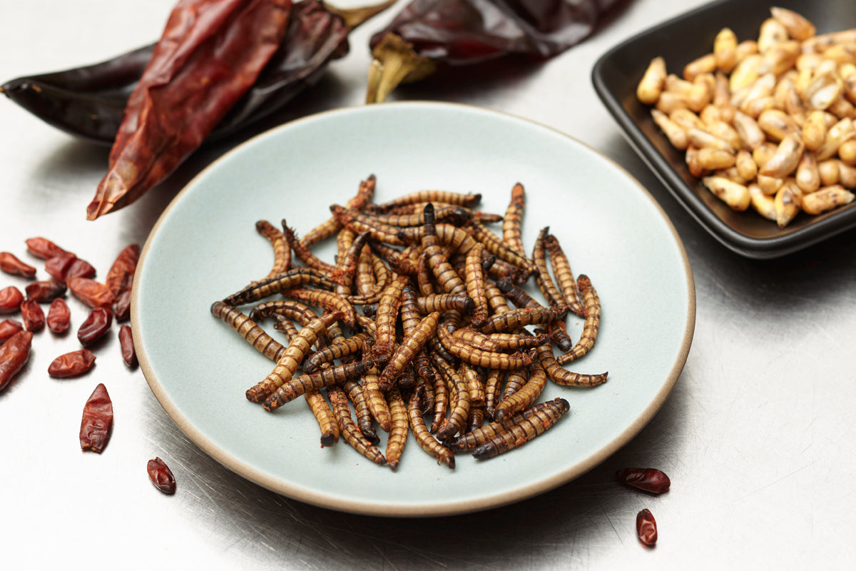 SPICY BUGITOS | Don Bugito