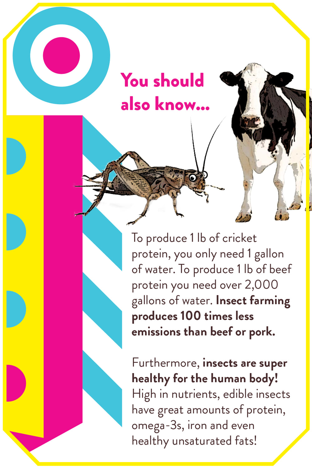 DIY Chocolate Covered Crickets KIT | Don Bugito